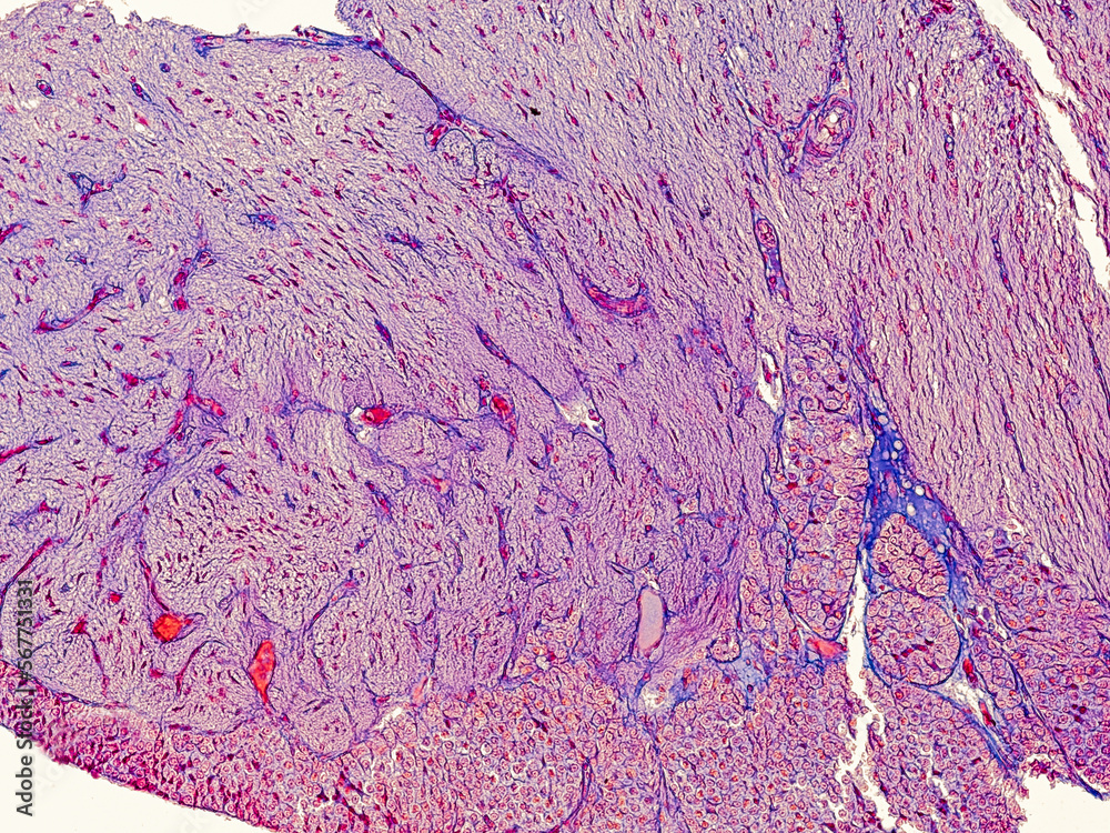 Foto de guinea pig hypophysis (pituitary gland) under the microscope ...