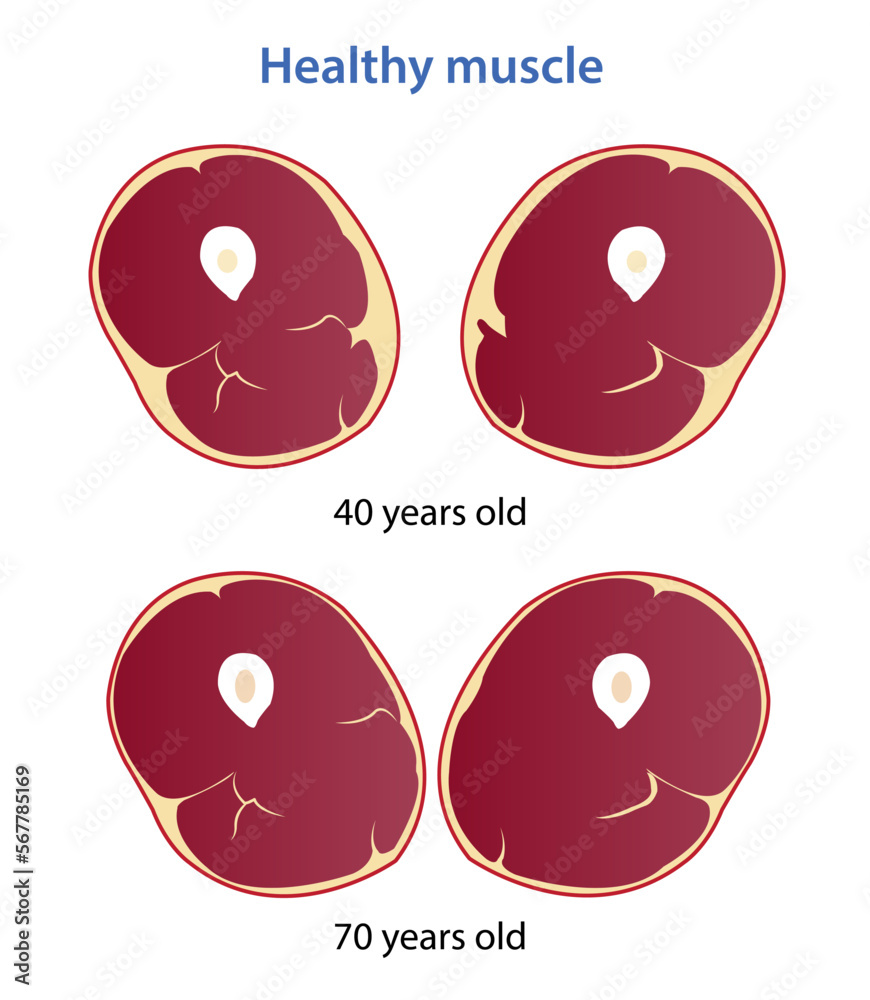 Healthy muscle mass and strength vector illustration isolated on white ...