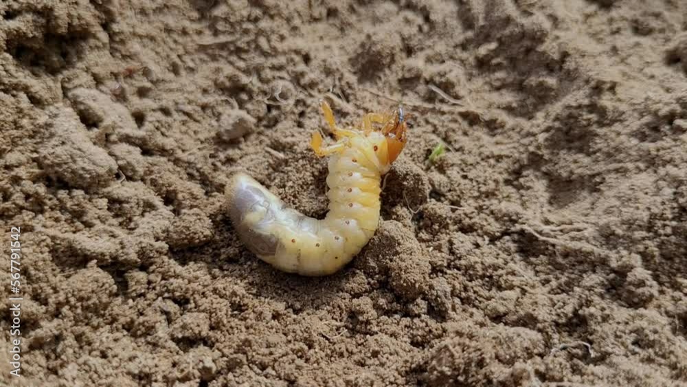 Close up of white grub Chafer burrowing into the soil. The larva of a chafer beetle, sometimes ...