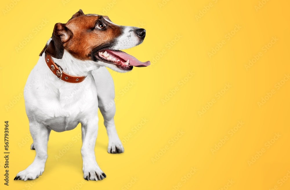Cute young smart dog pet Stock Photo | Adobe Stock