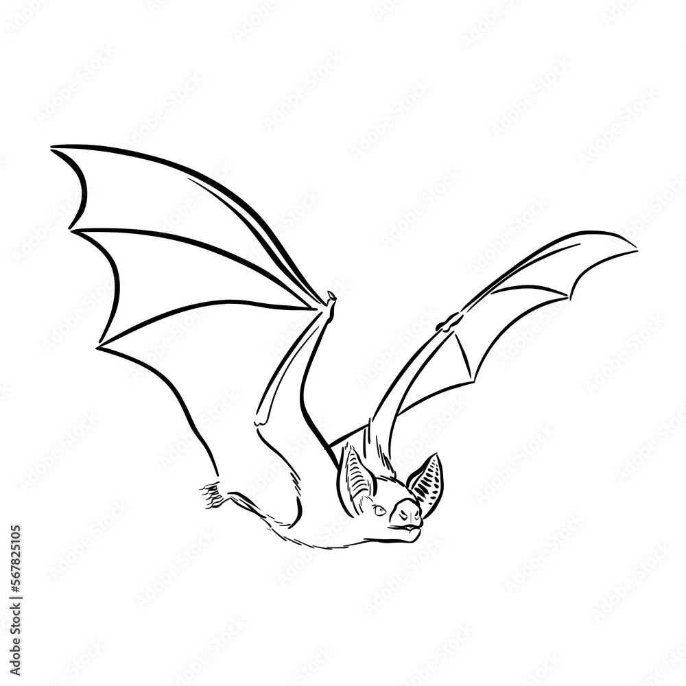 Line drawing at the zoo of bat in flight Stock Illustration | Adobe Stock