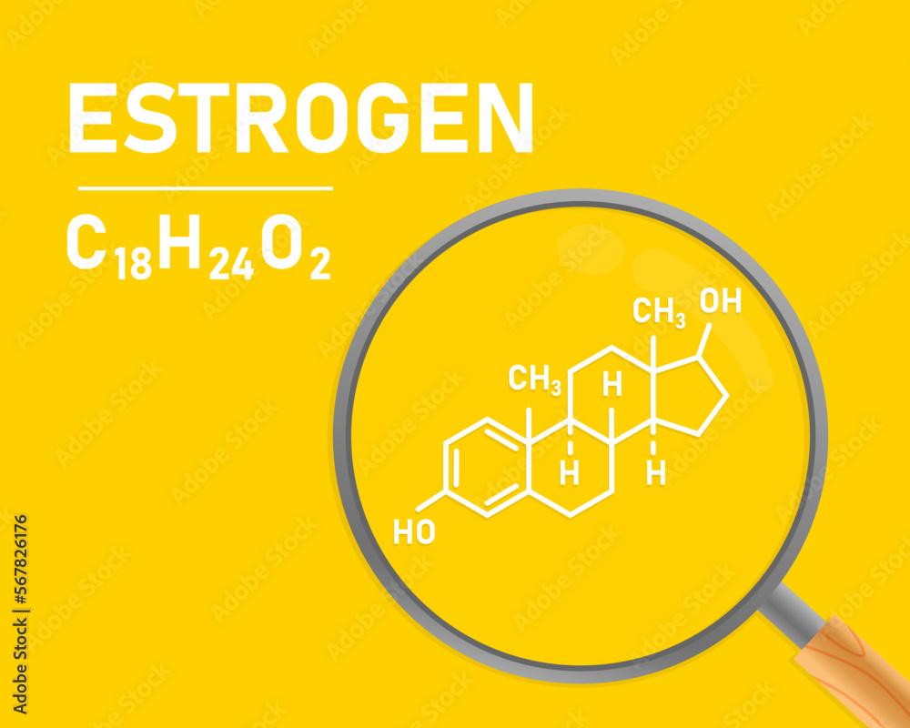 Estrogen Estrogen Molecule And Magnifying Glass Estradiol The