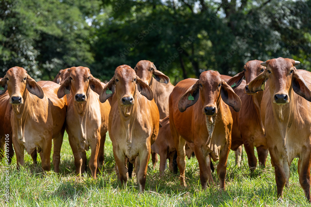 Grupo de vacas de la raza brahman rojo paradas en el campo verde y ...