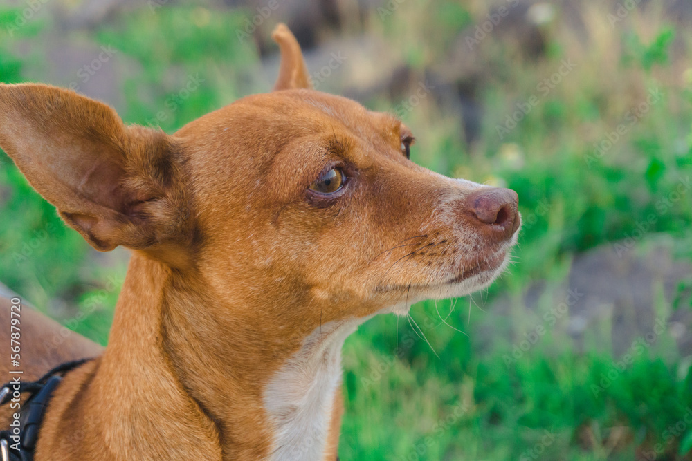 fotografia de una mascota que es un perro chihuahua de color cafe ...