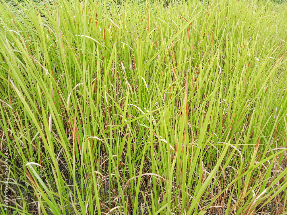Cogon grass or kunai grass (Imperata cylindrica) is a species of ...