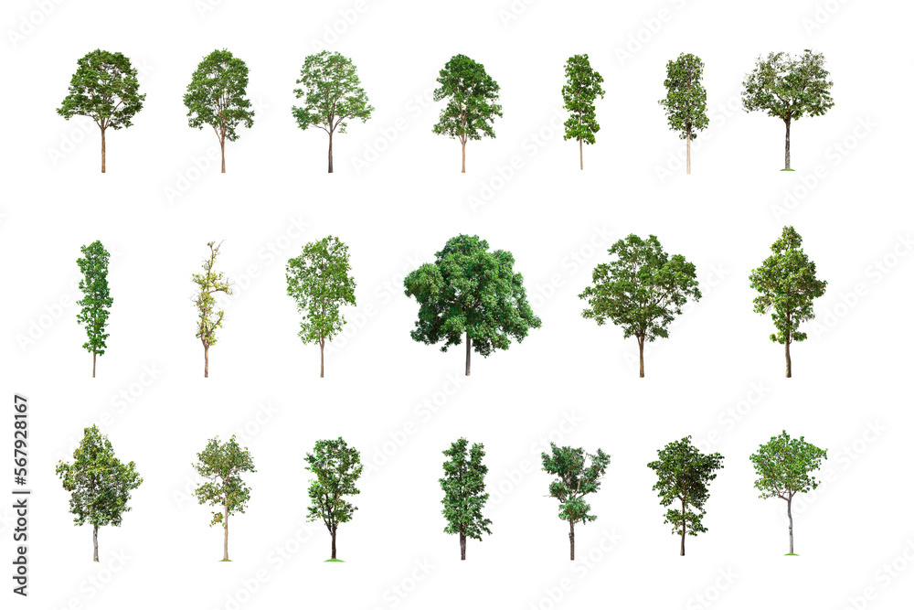 Collection of Isolated Trees on white background, A beautiful trees ...