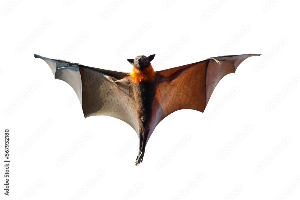 Bat flying isolated on transparent background. "Lyle's flying fox ...