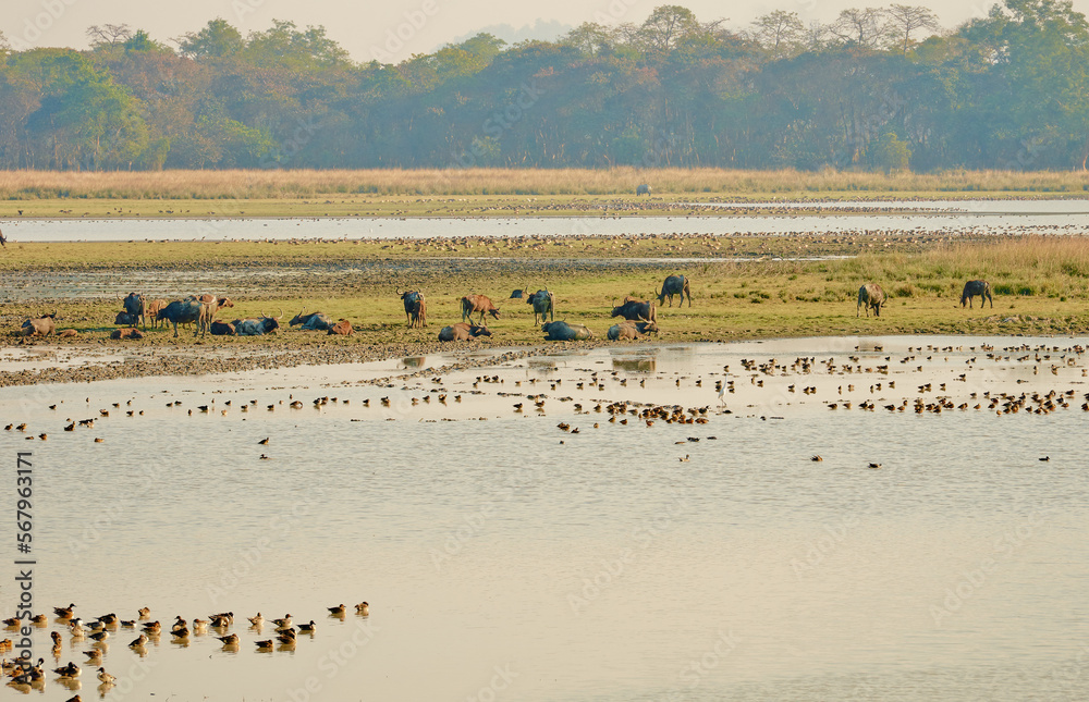 Wild buffaloes and migratory birds in the wetlands of Pobitora National ...