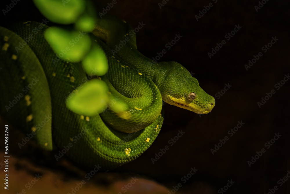 Green Tree Python - Morelia viridis, beautiful green snake from Asian ...