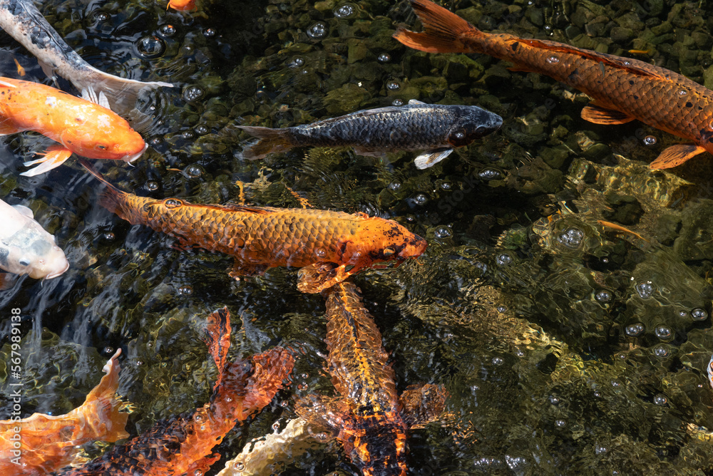 Muchos peces koi de diferentes tamaños y colores naranja y blanco ...