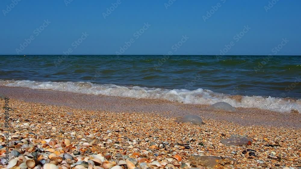 Vídeo do Stock: Sea shell beach in sunlight. Shimmering sea wave foams ...