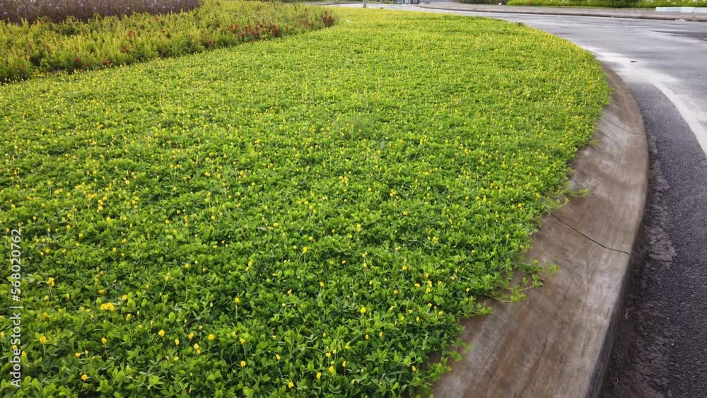 grass in city landscape 4k video clip Stock Video | Adobe Stock