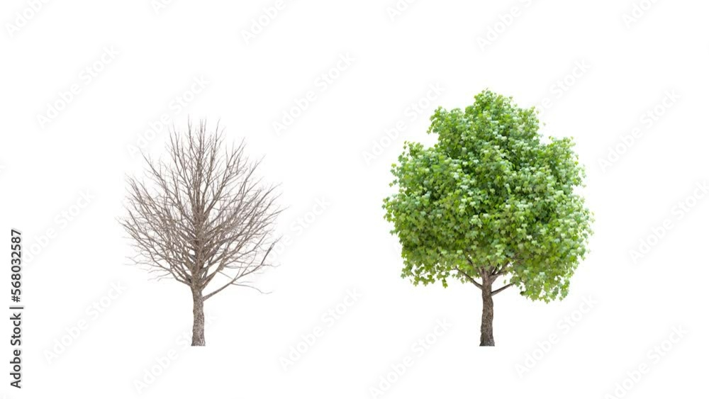 Growing trees on white background.3D animation growth grow from small ...