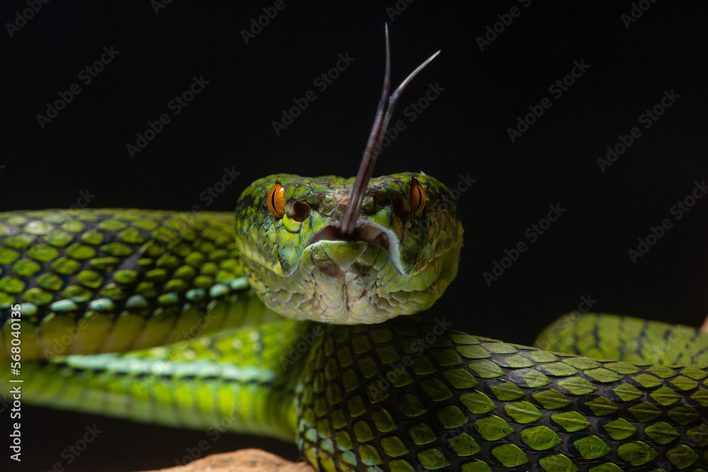 The newly discovered species of pit viper Trimeresurus whitteni endemic ...
