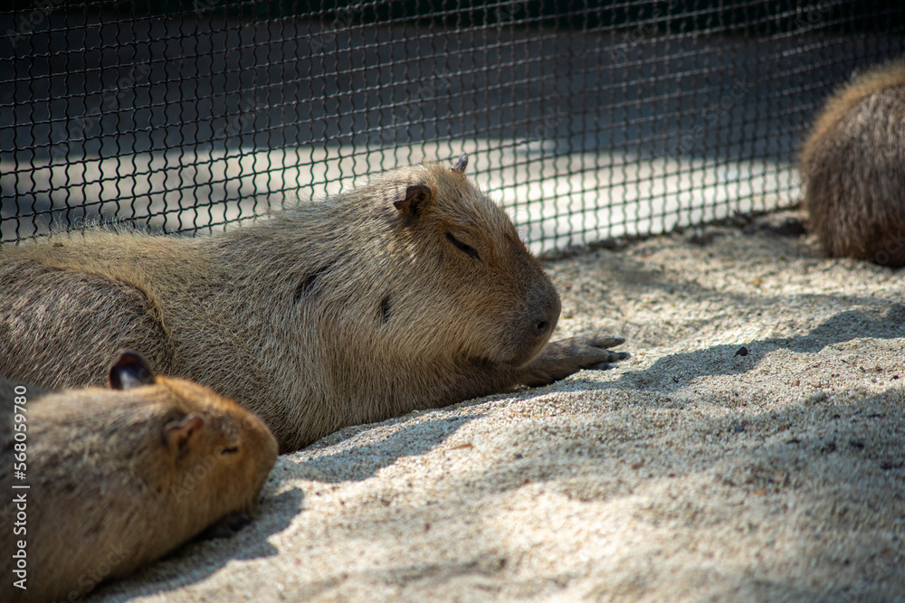 Capybara sitting down to evade hot weather Stock Photo | Adobe Stock