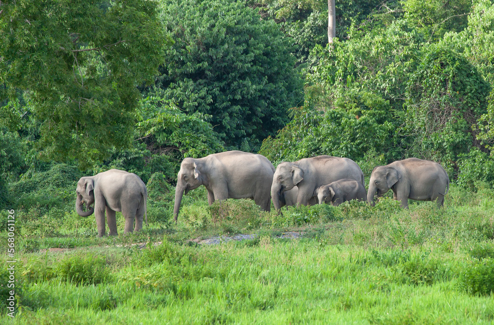 Poster Asian wild elephants are walking under the hot sun in KuiBuri ...