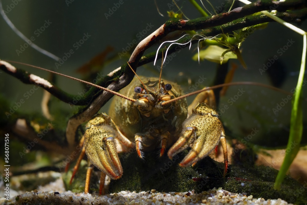 narrow-clawed crayfish rest en face and show claws, driftwood design of ...