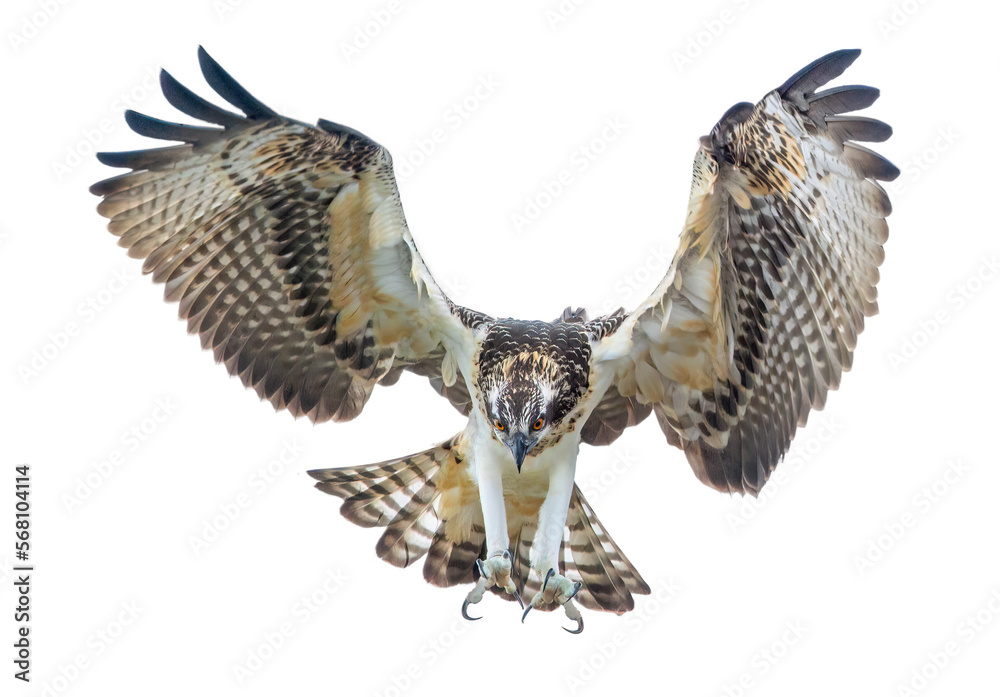 Osprey swoops down with its talons outstretched Stock Photo | Adobe Stock