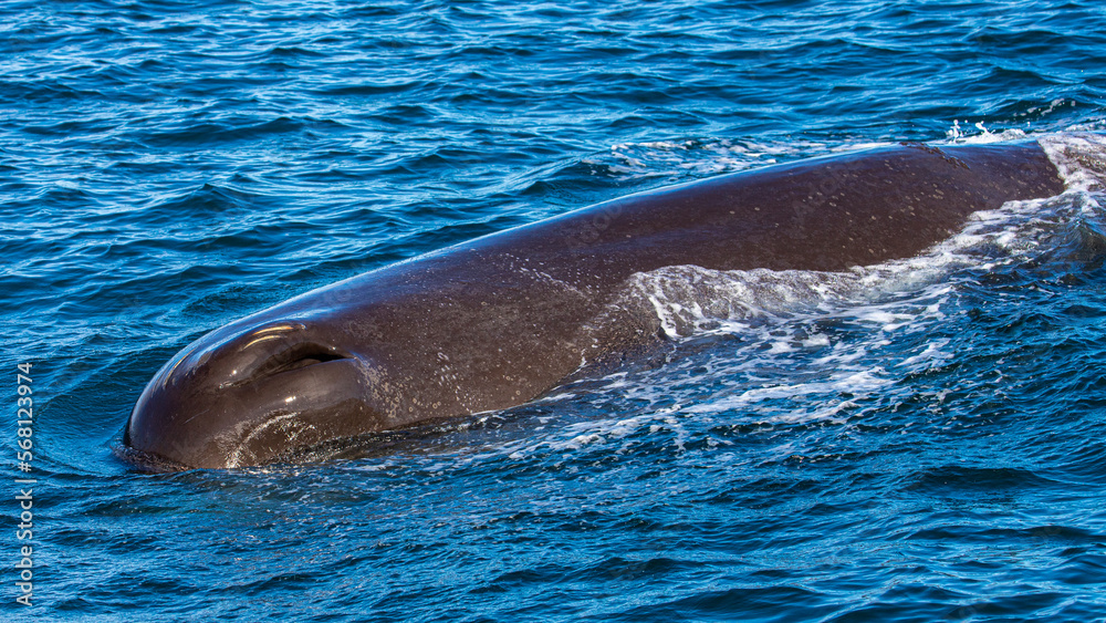 Beautiful large sperm whale with visible scars from propellers of a ...