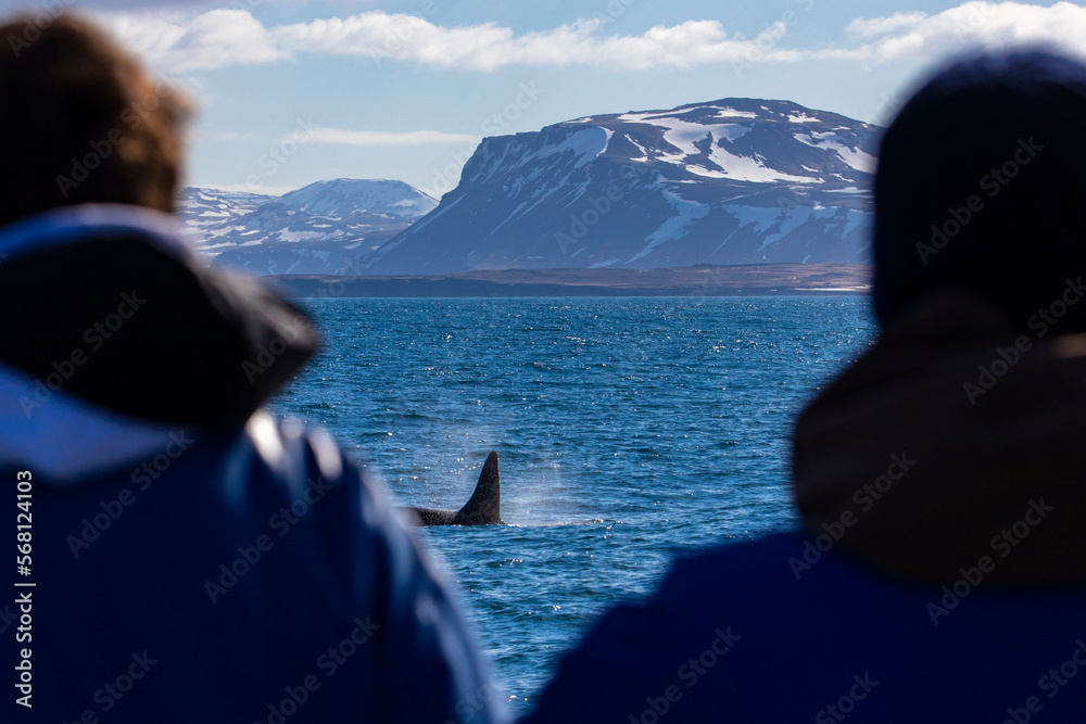People watching and enjoying killer whales hunting in Icelandic fjords ...