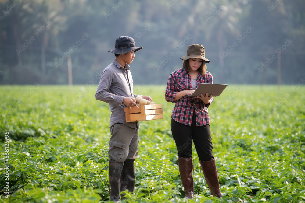 farmer harvesting potatoes, an agronomist counts potatoes in field in ...
