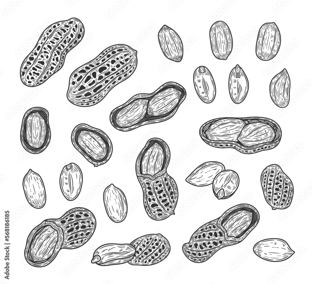 Vector peanuts hand-drawn illustrations, peanuts seeds and shells Stock ...