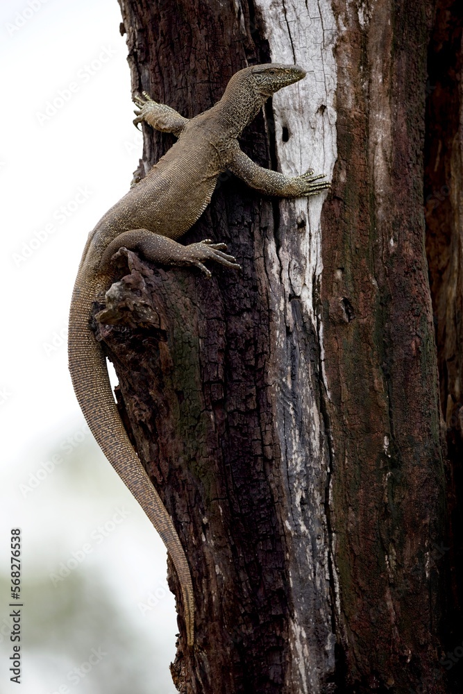 Bengal monitor (Varanus bengalensis) or common Indian monitor, is a ...