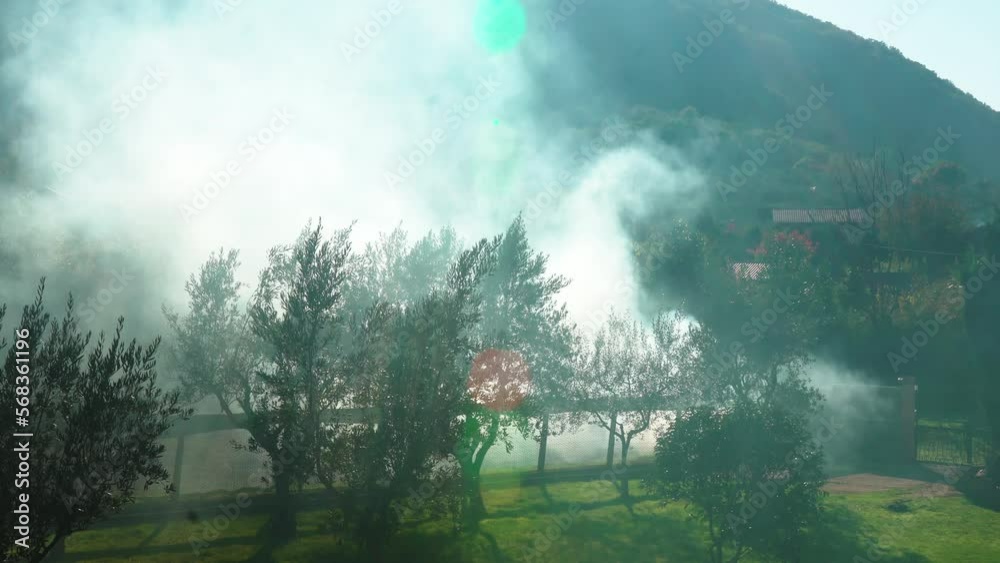 Rising thick smoke in the countryside after burning dry tree branches ...