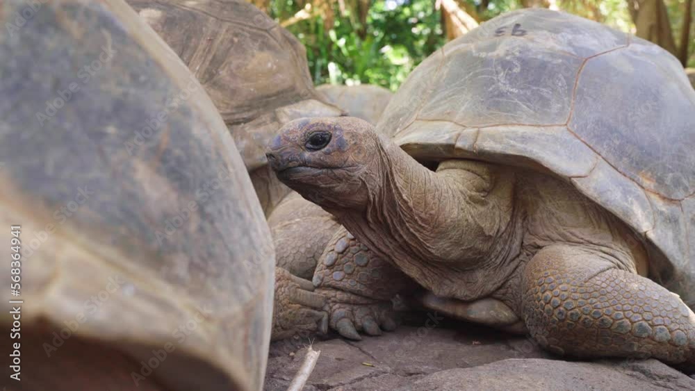 Aldabra giant tortoises endemic species - one of the largest tortoises ...
