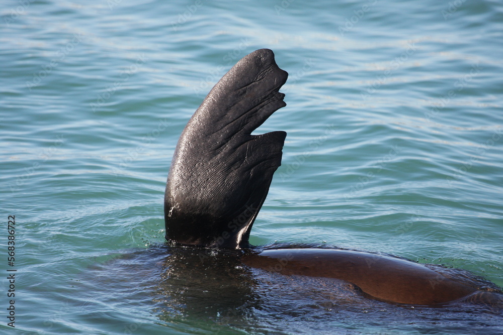 Robbenflosse aus dem Wasser Stock Photo | Adobe Stock