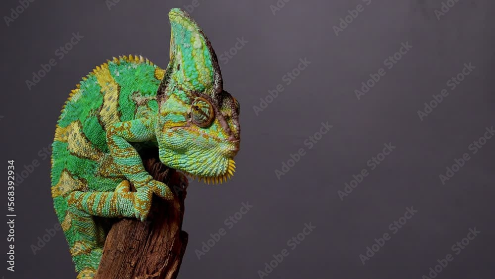 Veiled Chameleon, Chamaeleo calyptratus, sits on branch and look in ...