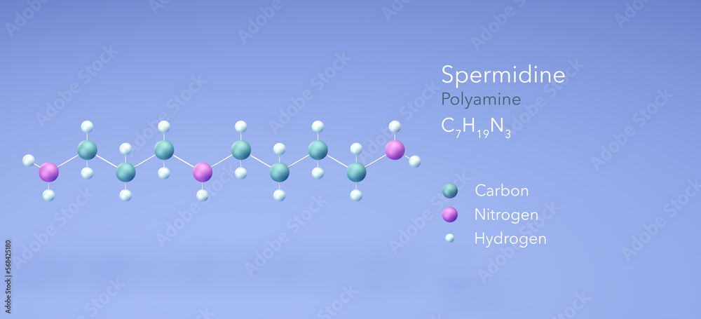 spermidine molecule, molecular structures, polyamine, 3d model ...