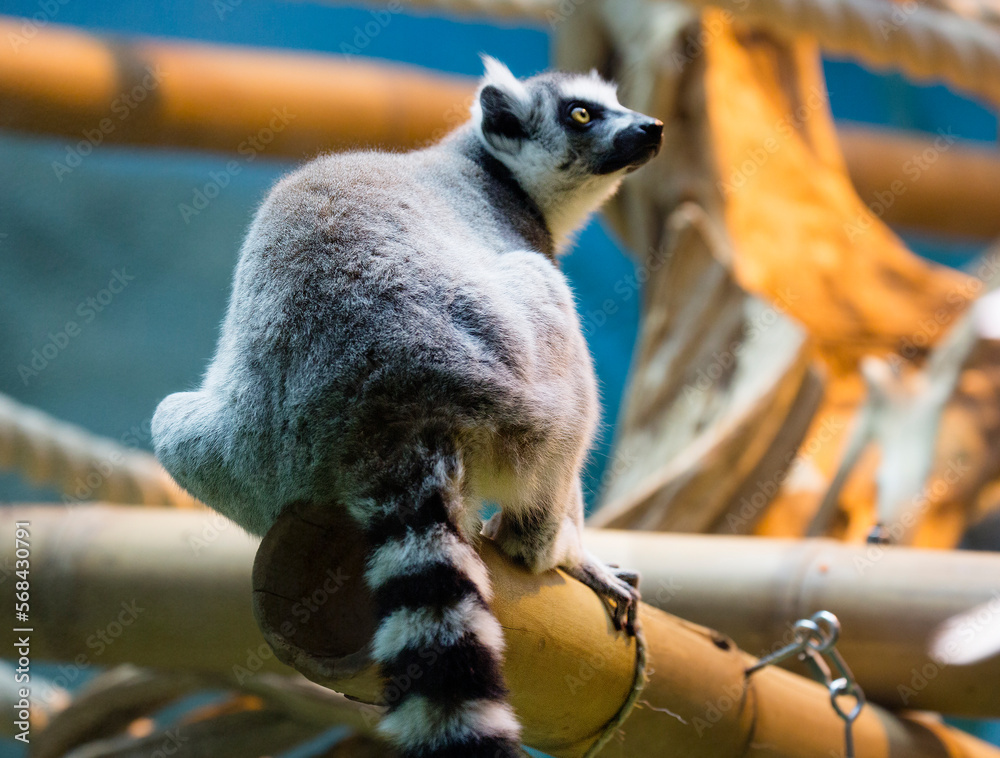 Lemur monkey. A very interesting pose is taken by these lemurs during ...