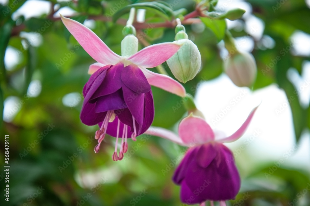 Fuchsia is a genus of perennial plants of the Onagrov family. These are ...