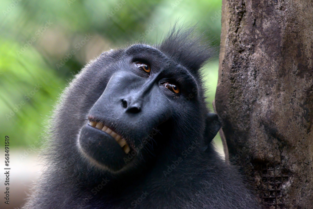 portrait of a yaki monkey (macaca nigra) on the enclosure Stock Photo ...