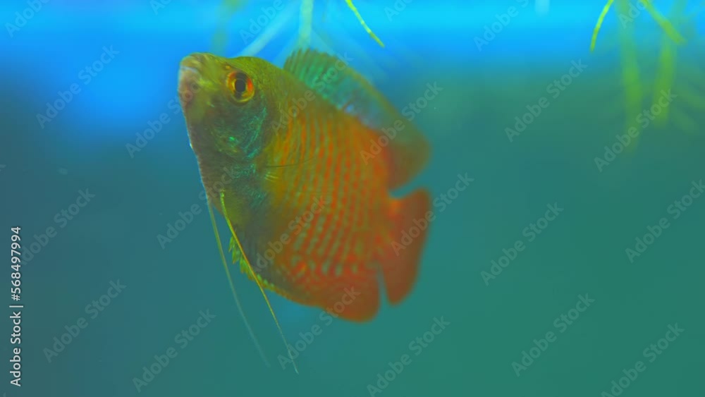 Dwarf Gourami fish, Trichogaster lalius, male specimen with red orange ...