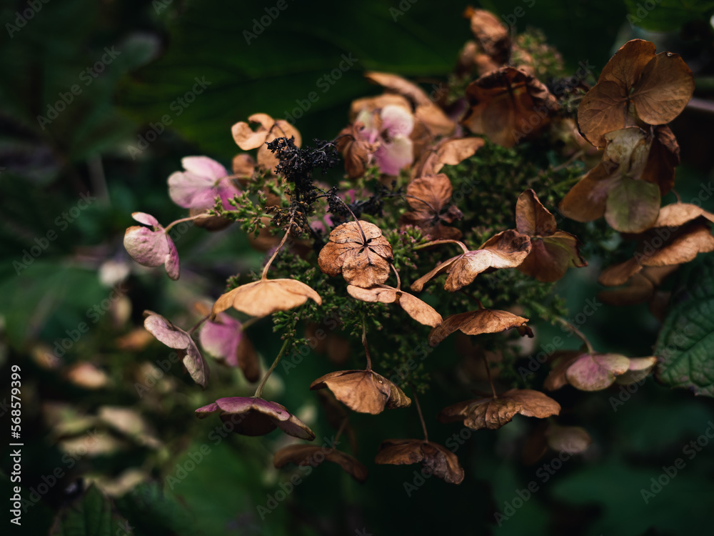 Wilting hydrangea Stock Photo | Adobe Stock