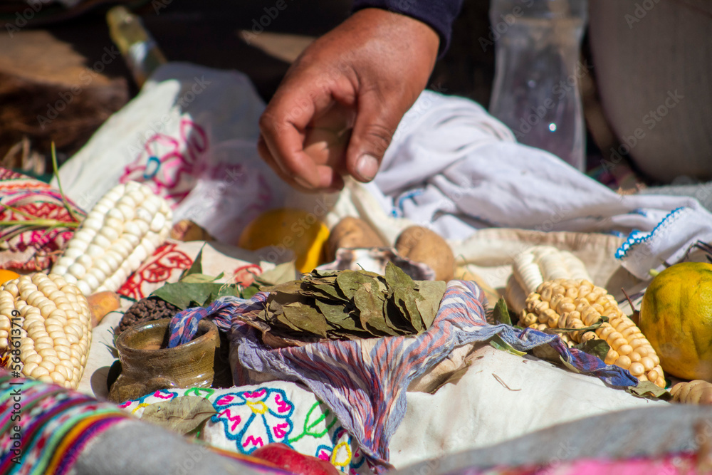 Coca leaves used for the ritual in the Peruvian Andes of gratitude to ...