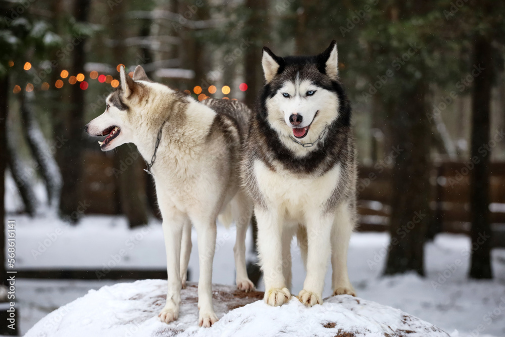 Husky And Wolf Side By Side