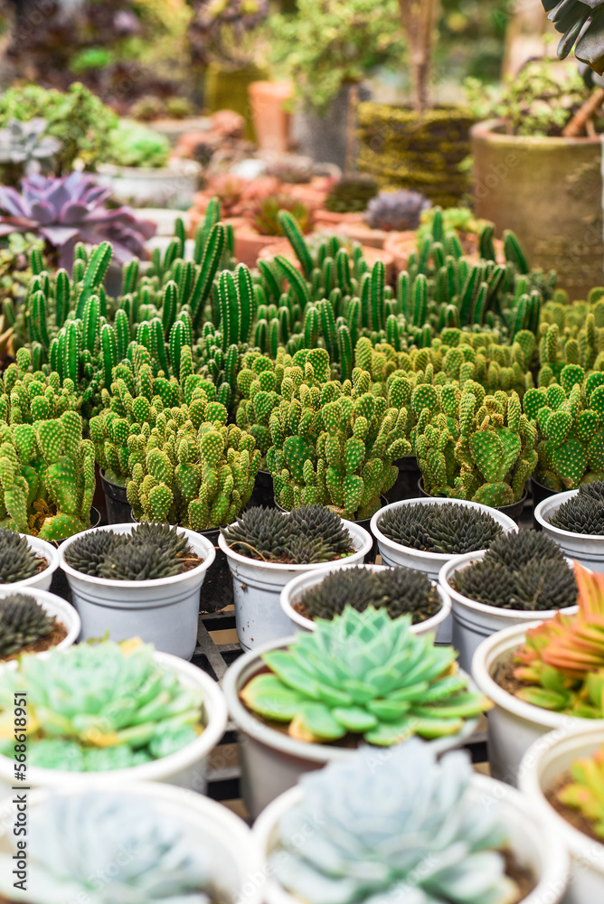Acanthocereus tetragonus with common names night-blooming cereus ...