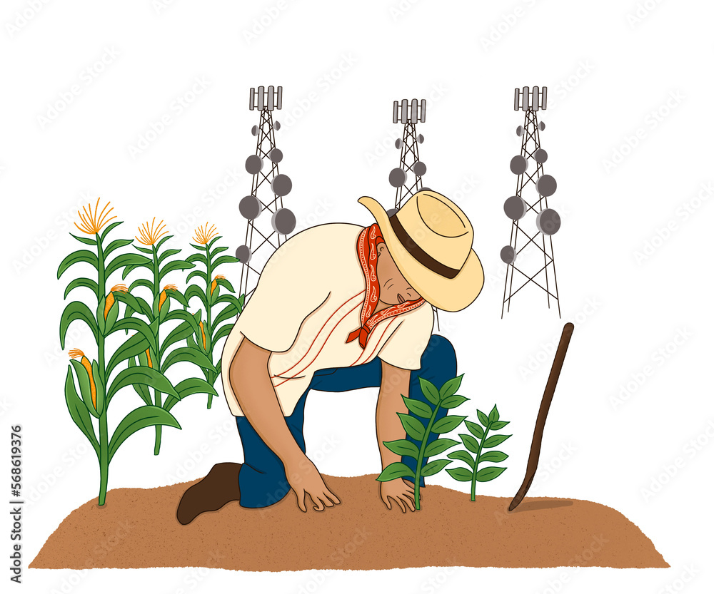 Hombre agricultor trabajando en campo con fondo de milpas de maíz y ...