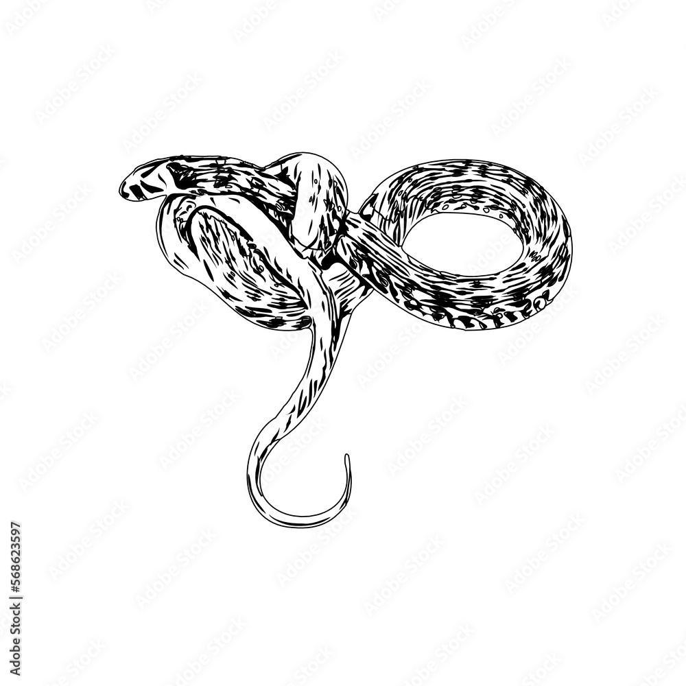 Black and white sketch of a snake with transparent background Stock ...