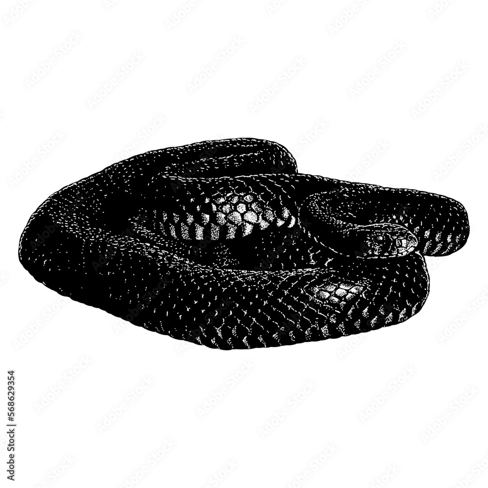 Red-Bellied Black Snake hand drawing. Vector illustration isolated on ...