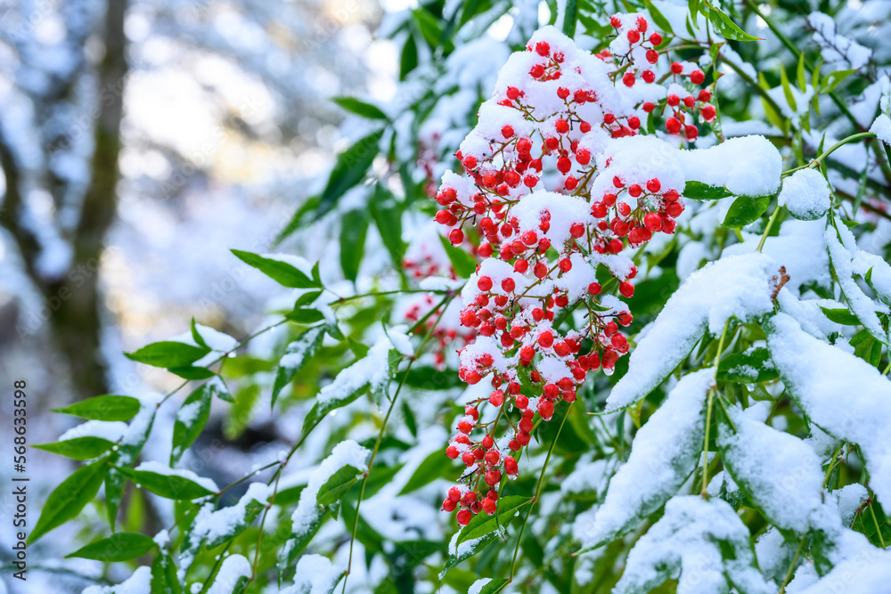 Green foliage and red berries of a Heavenly Bamboo plant covered in ...