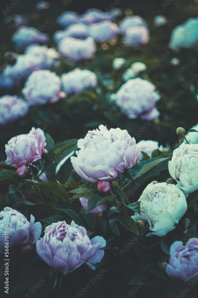 High Quality Images Of Flowers