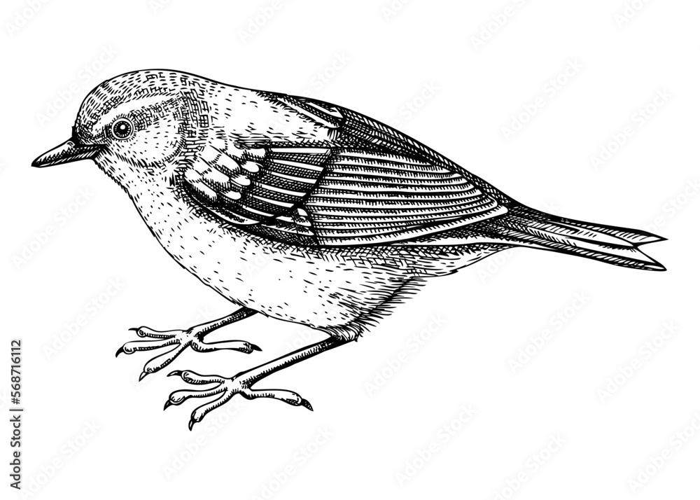 Warbler Bird Drawing