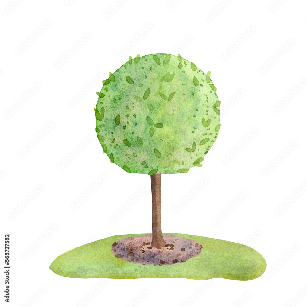 Watercolor illustrations of a green tree in the shape of a ball on the ...