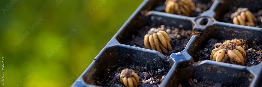 Ranunculus asiaticus or persian buttercup. Presoaked ranunculus corms planted in a propagation ...