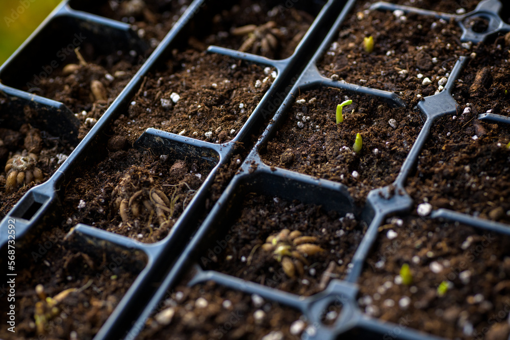 Ranunculus asiaticus or persian buttercup. Sprouting ranunculus corms ...