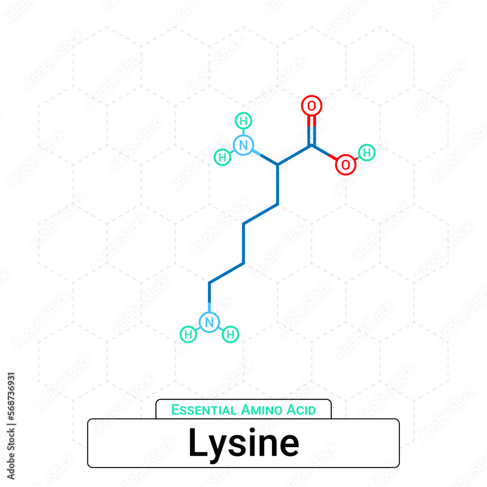 Is Lysine A Branched Chain Amino Acid at Cary Klimas blog